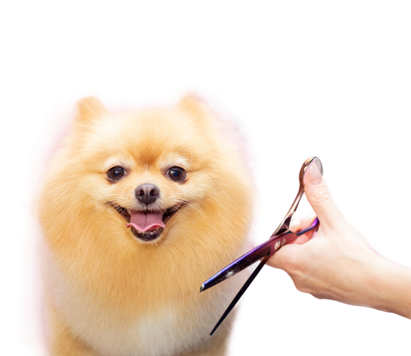 Happy Paws – Pet Grooming Salon
