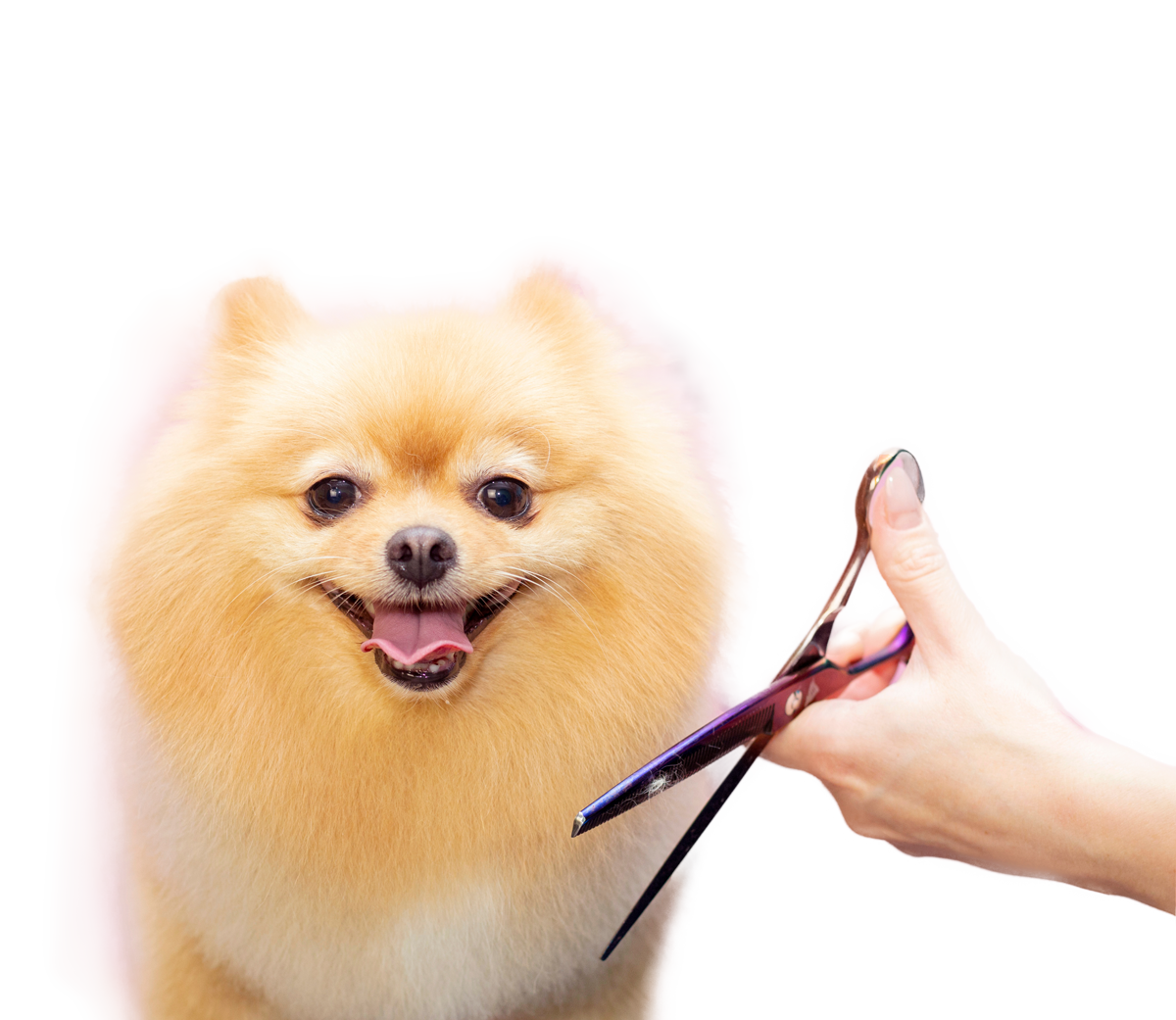 Happy Paws – Pet Grooming Salon