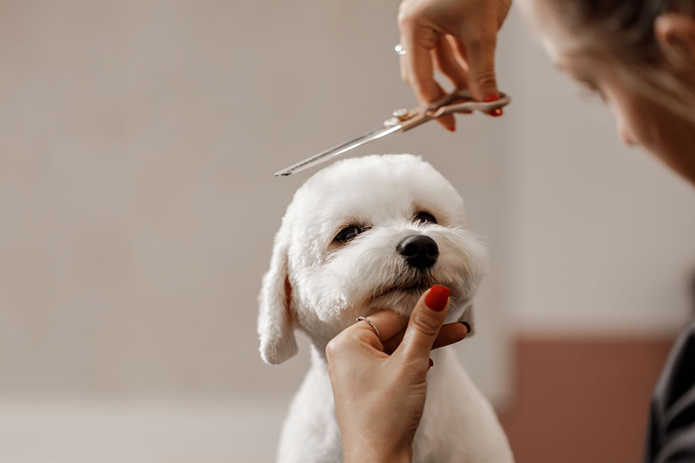 Happy Paws – Pet Grooming Salon